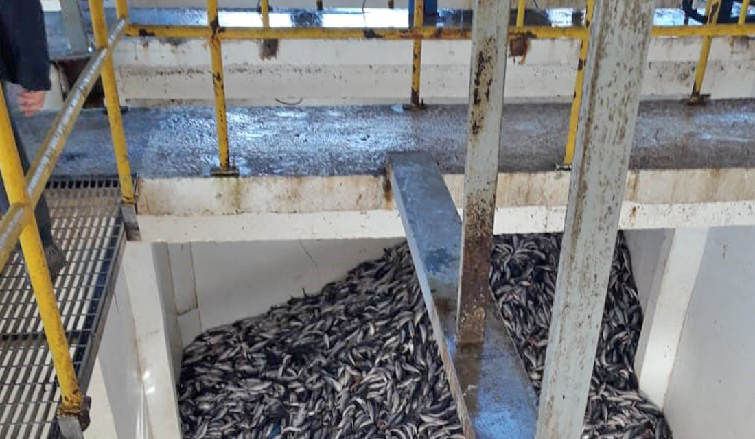 Biobío: SMA formula cargos contra Pesquera Foodcorp Chile S.A ...